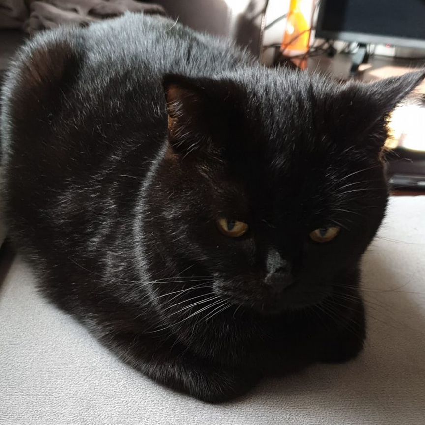 Взрослый кот в добрые руки