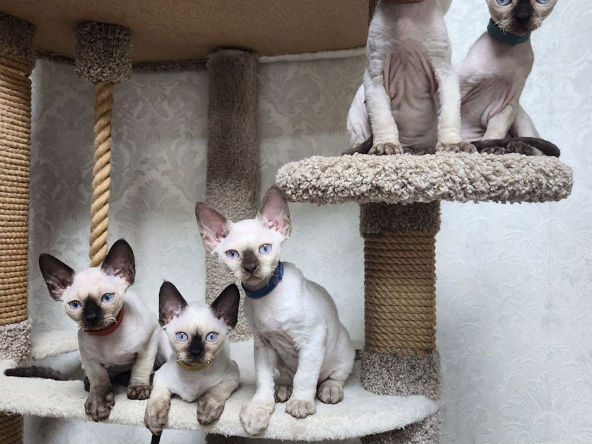 Волшебные котята "Девон рекс"