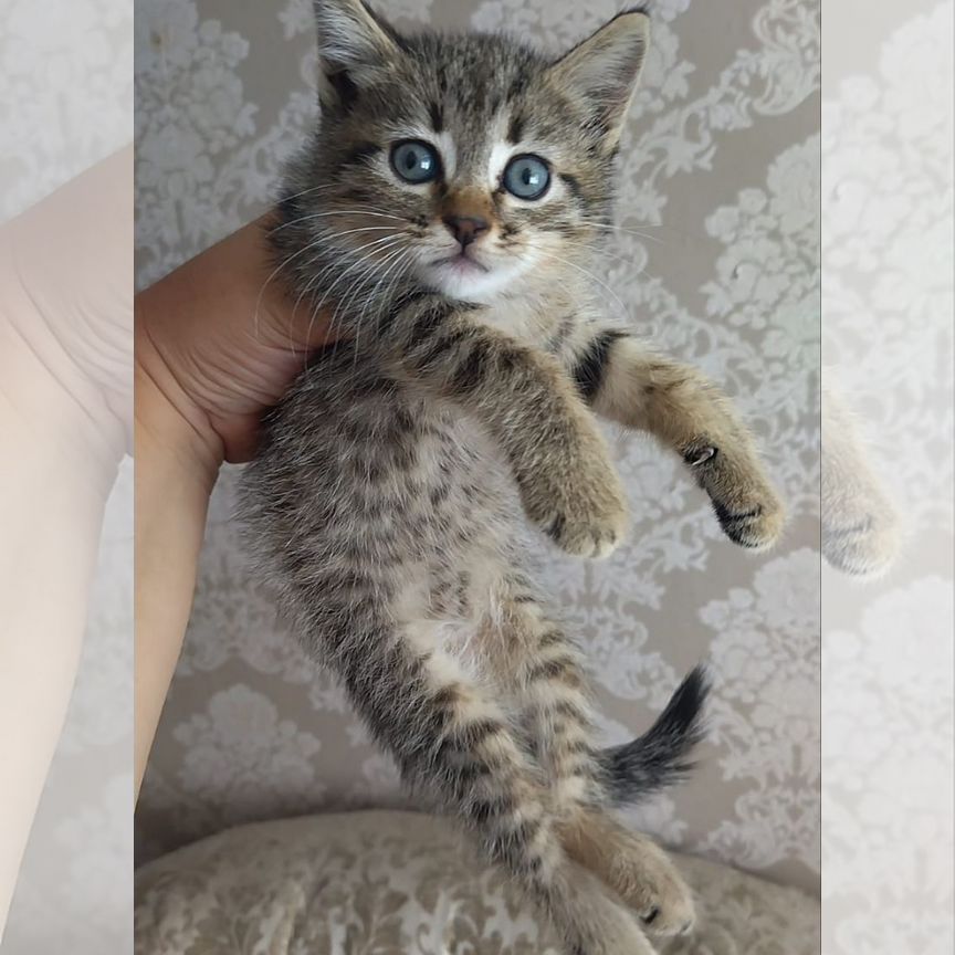 Ласковый ручной котенок от домашней кошки