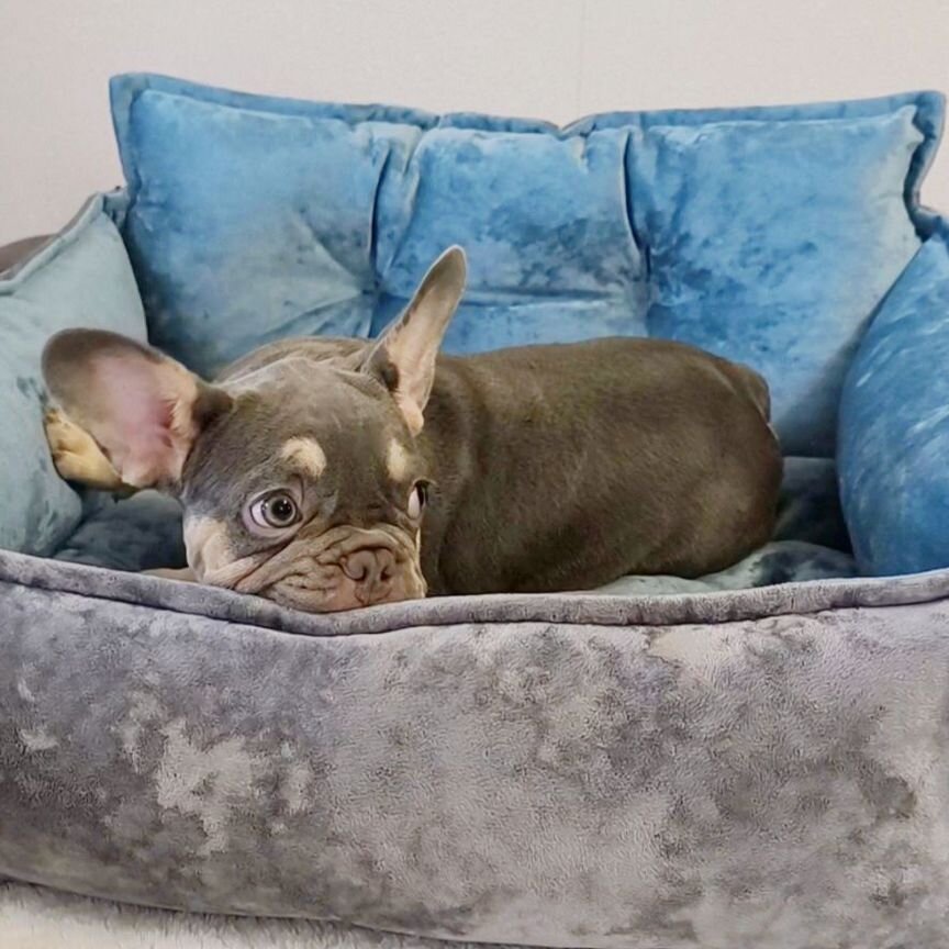 Французский бульдог, щенок