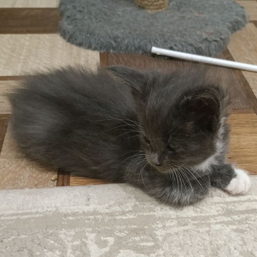 Мейн-кун котёнок