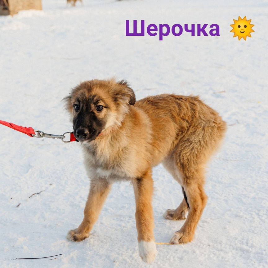 Шерочка с Машерочкой