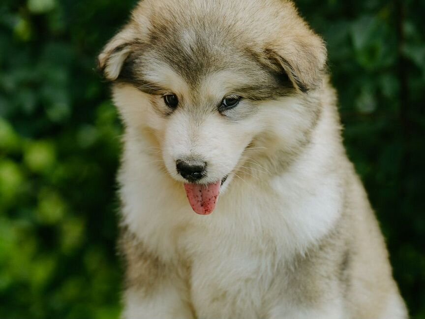 Аляскинский маламут