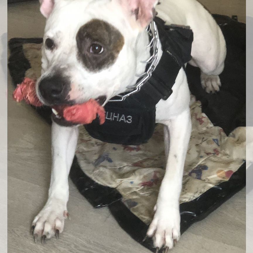 Американский стаффордширский терьер, взрослая собака