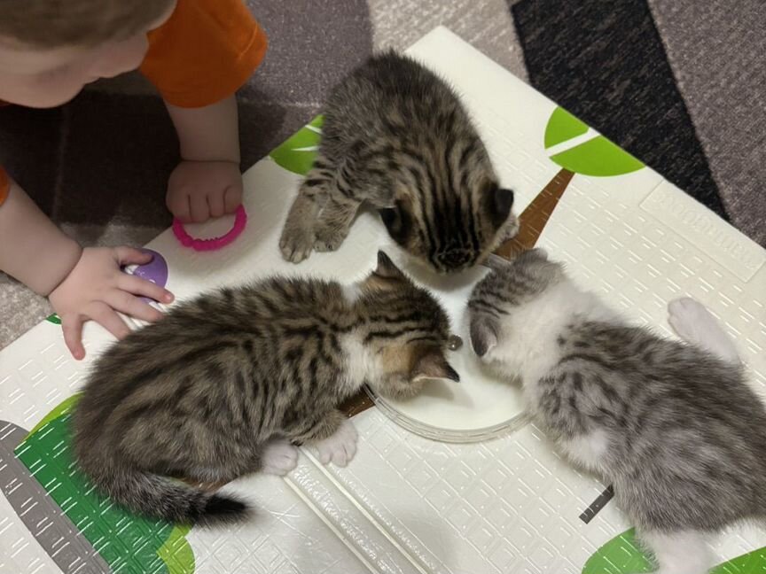 Шотландски вислоухие котята