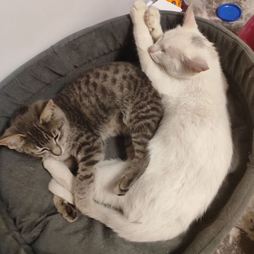 Котята двойняшки