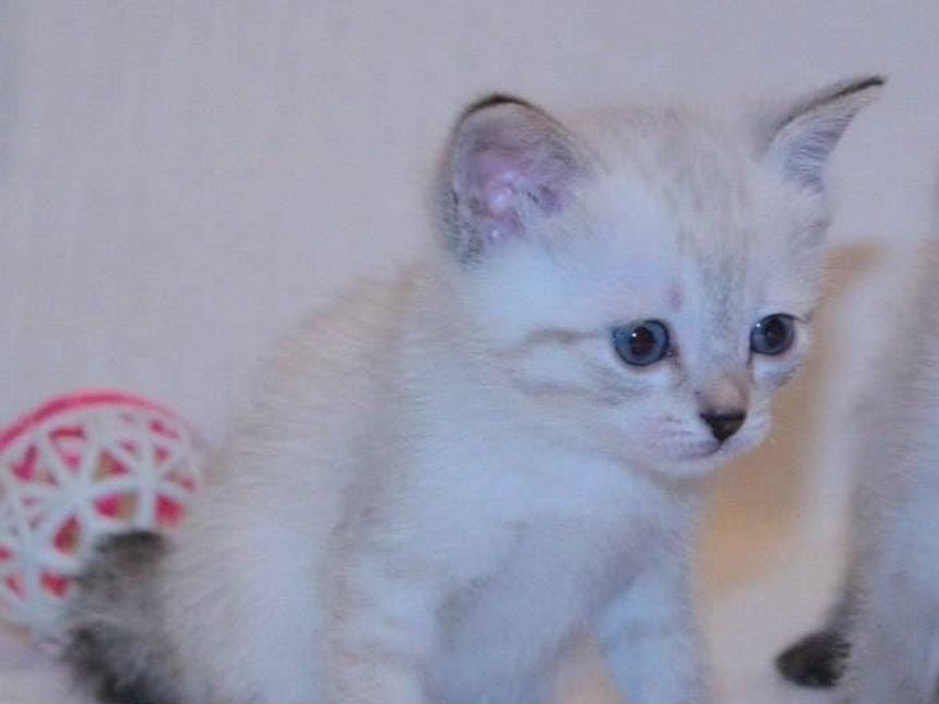 Тайские котятки редкого окраса