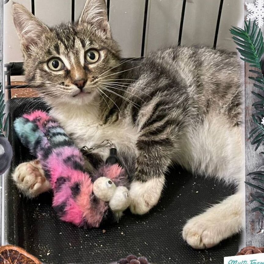 Котёнок в добрые руки