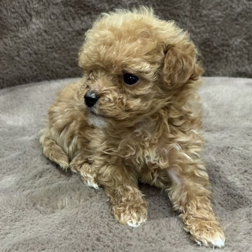 Мальтипу, щенок