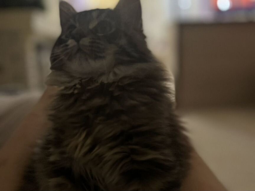 Котик в добрые руки