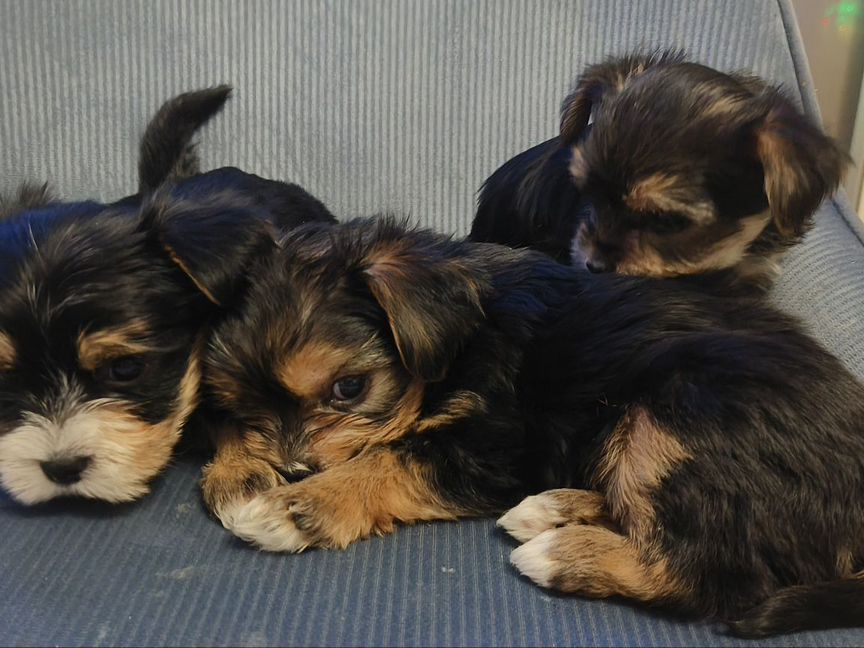 Йоркширский терьер