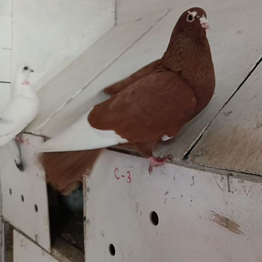 Голубь курский