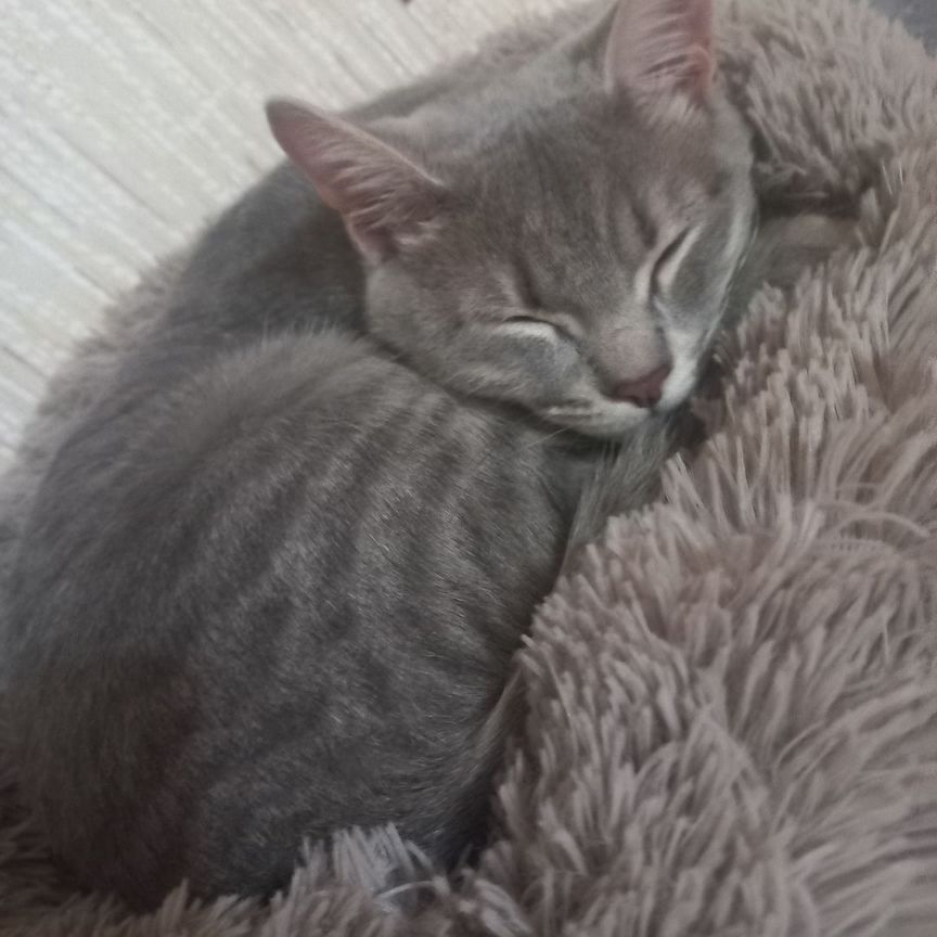 Отдам кота в добрые руки. Не уживаются с собакой
