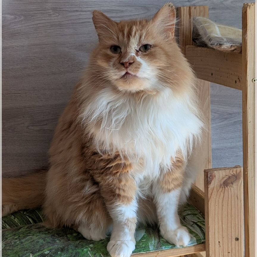 Взрослый кот в добрые руки