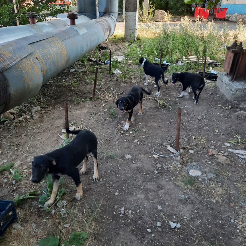 Щенки ищут хозяев