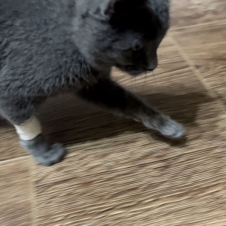Котята в добрые руки Пятигорск