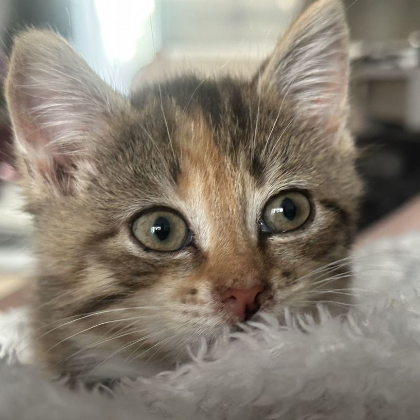 Котенок