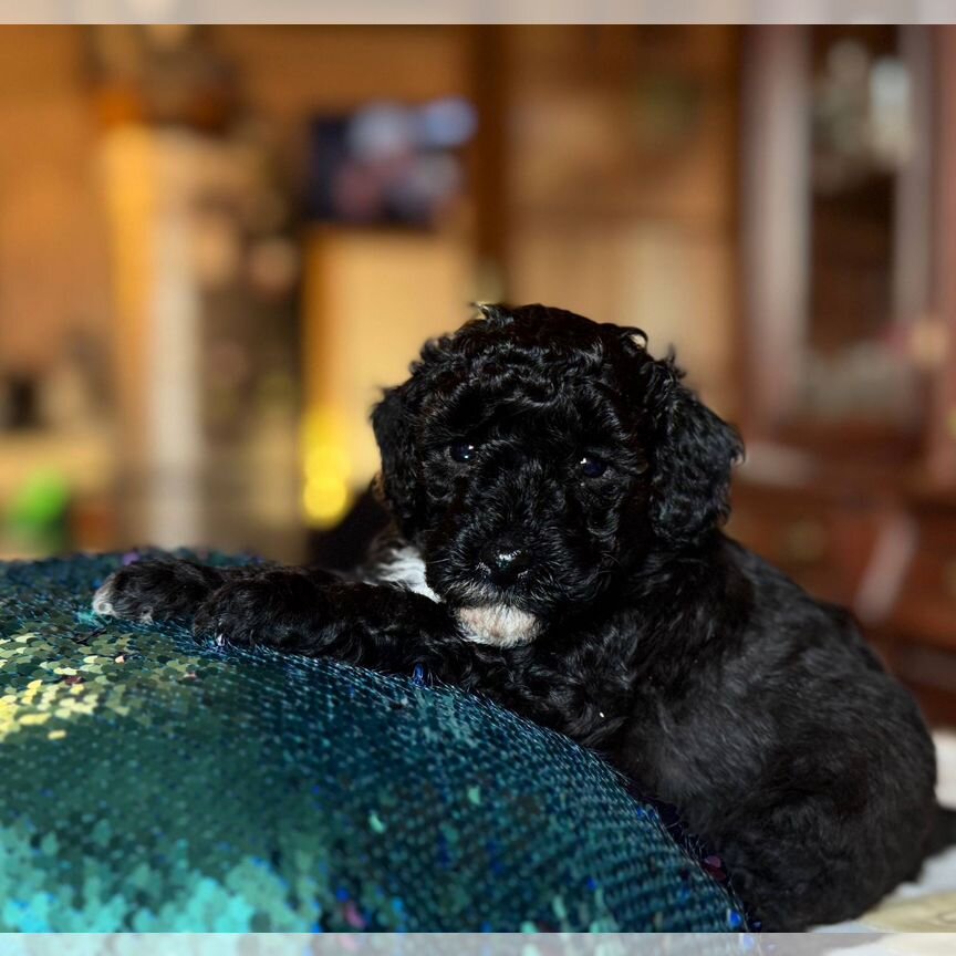 Той-пудель, щенок