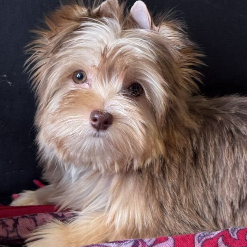 Йоркширский терьер, щенок