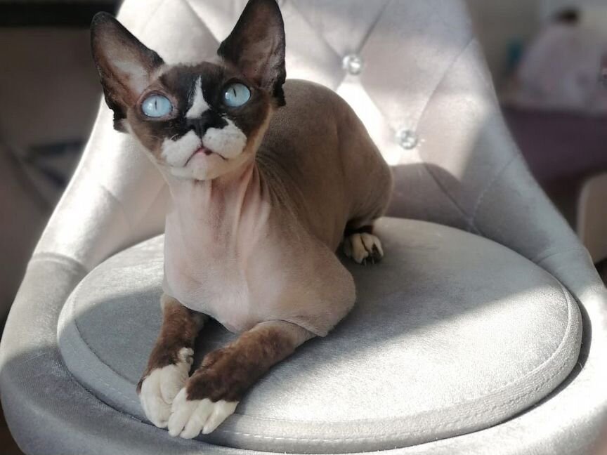 Канадский сфинкс девочка