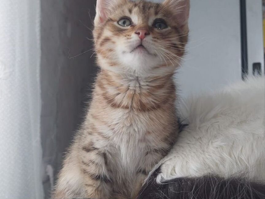 Котик бесплатно