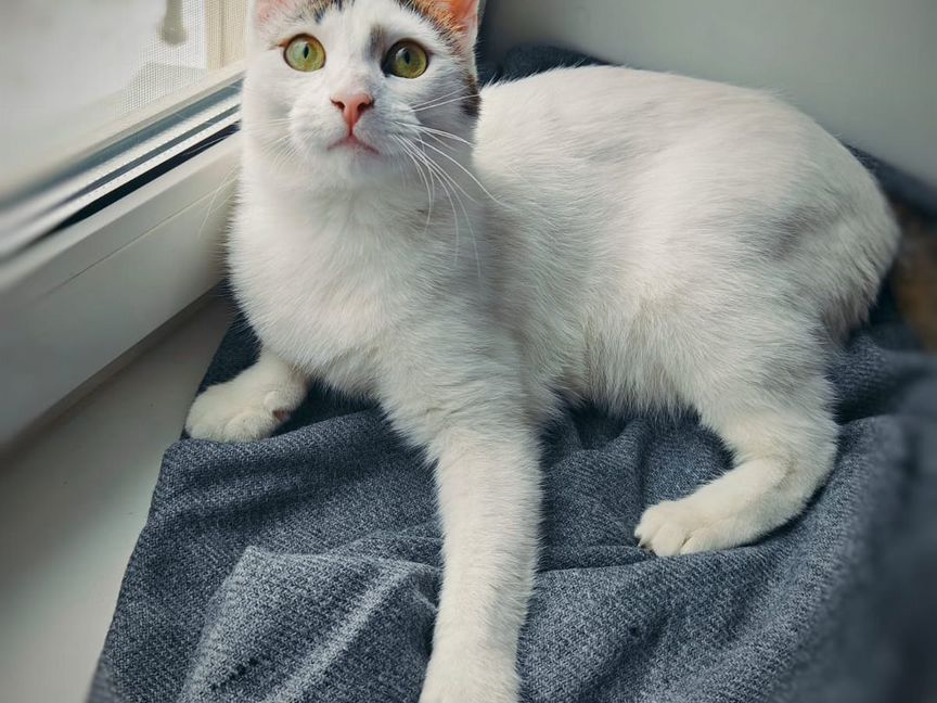 Кошечка Катюша