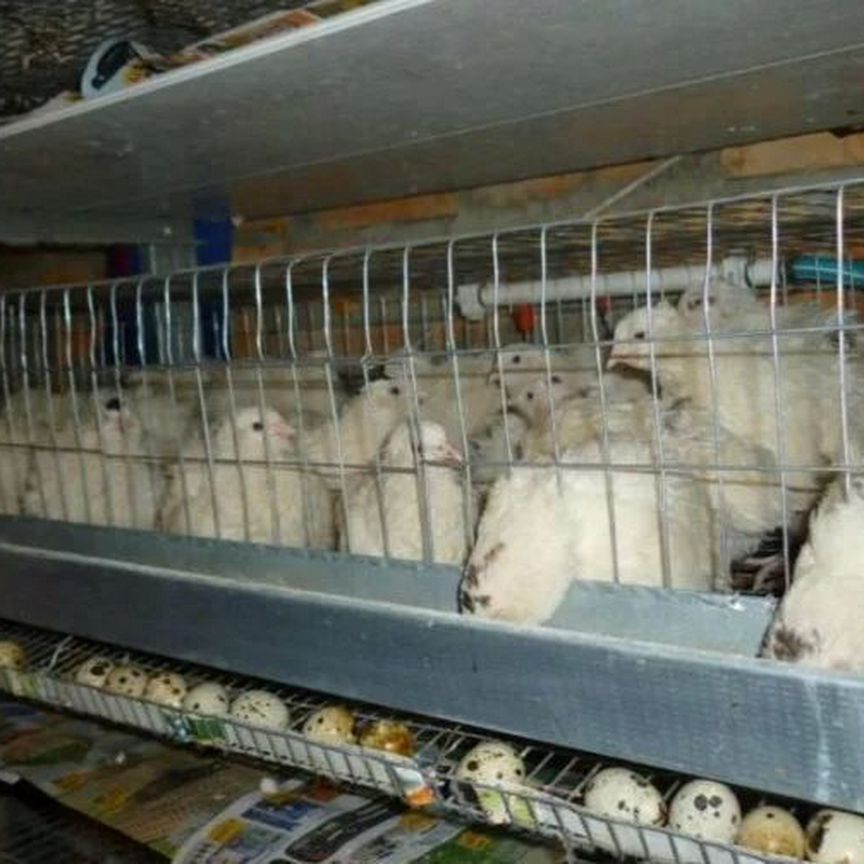 Продам столовые яйца перепëлок Тихас