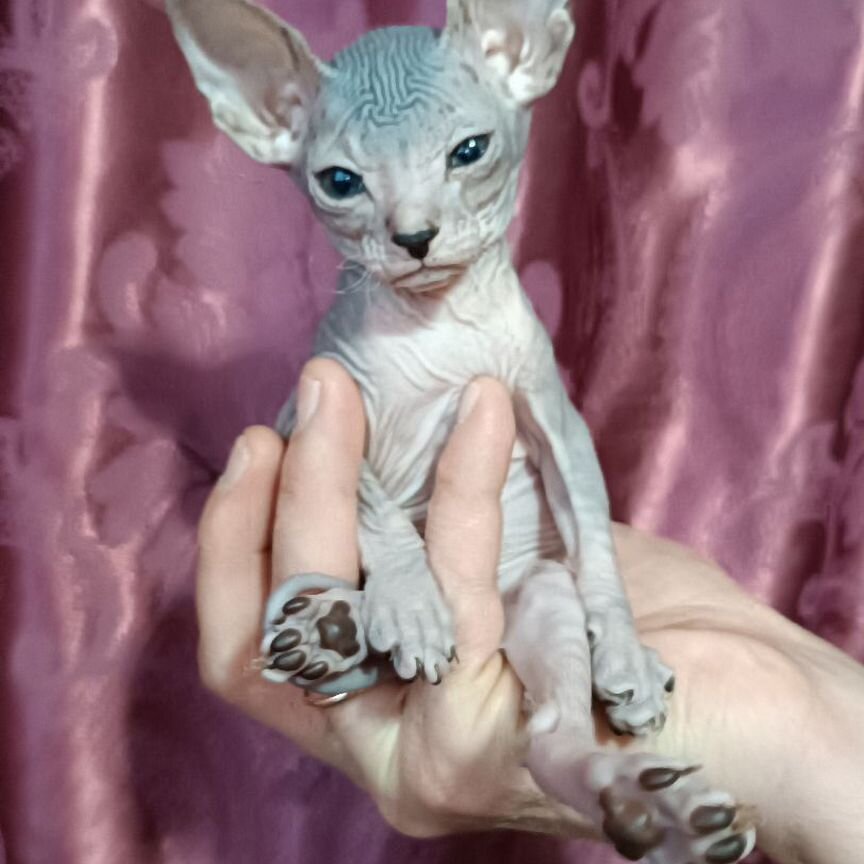 Донской сфинкс котенок