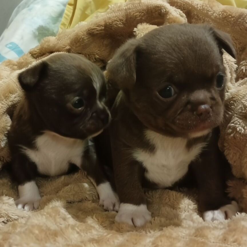 Чихуахуа, щенок