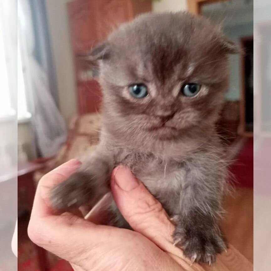 Шотландский вислоухий длинношёрстный котёнок