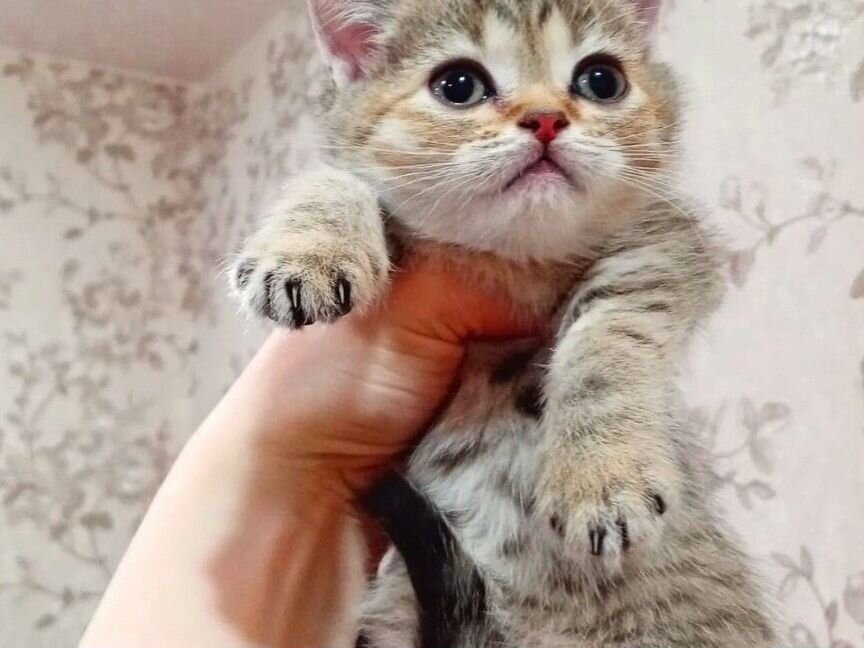 Шотландские плюшевые котята скоттиш страйт
