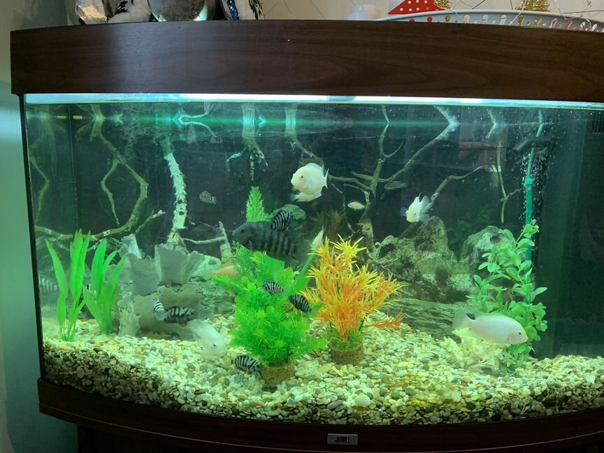Аквариум с тумбой и рыбками