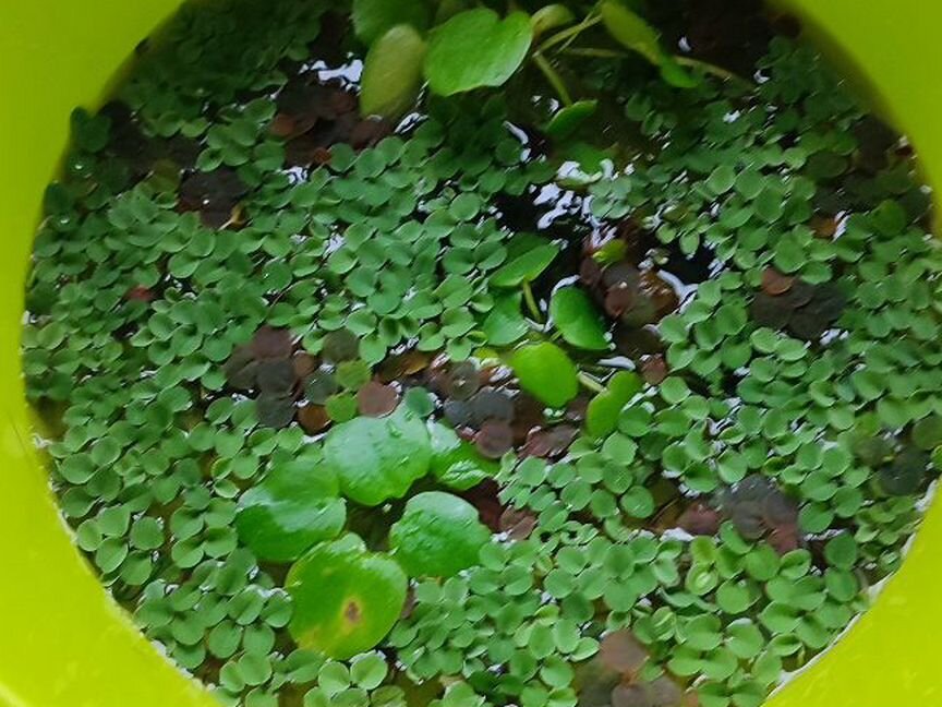 Верхоплавка