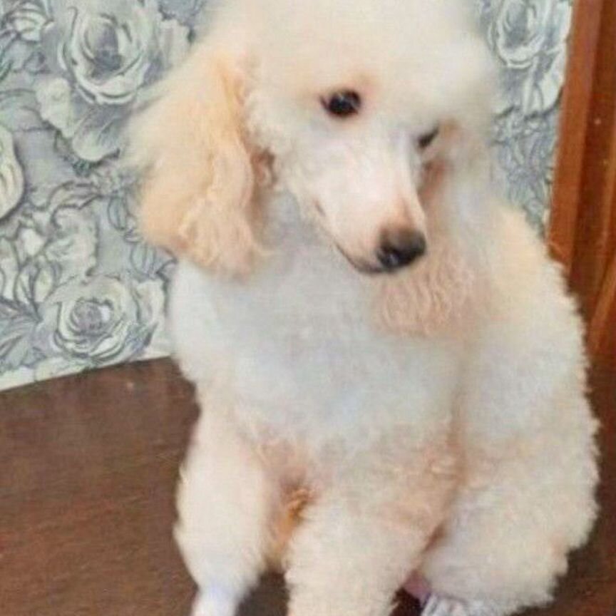 Девочка Пудель