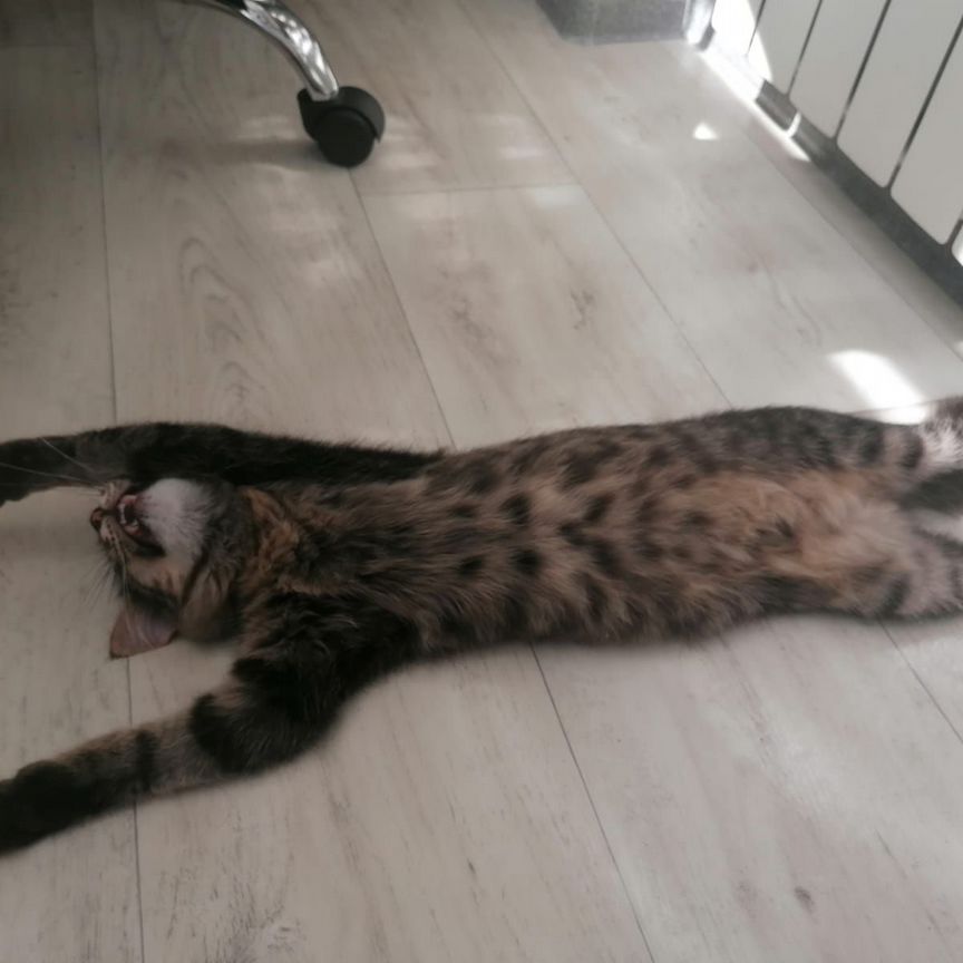 Котенка нашли в подьезде