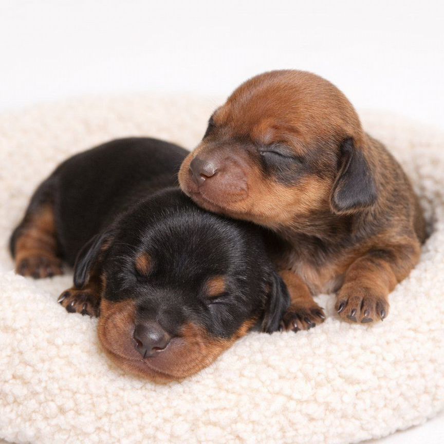 Кроличья такса, щенок