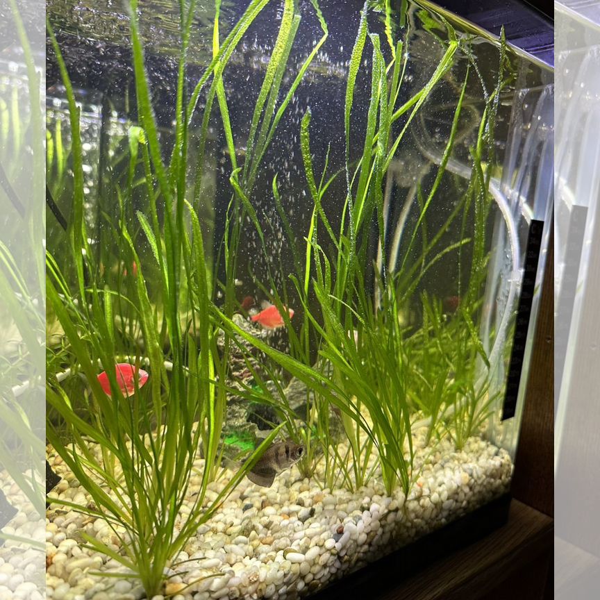 Прополка аквариума