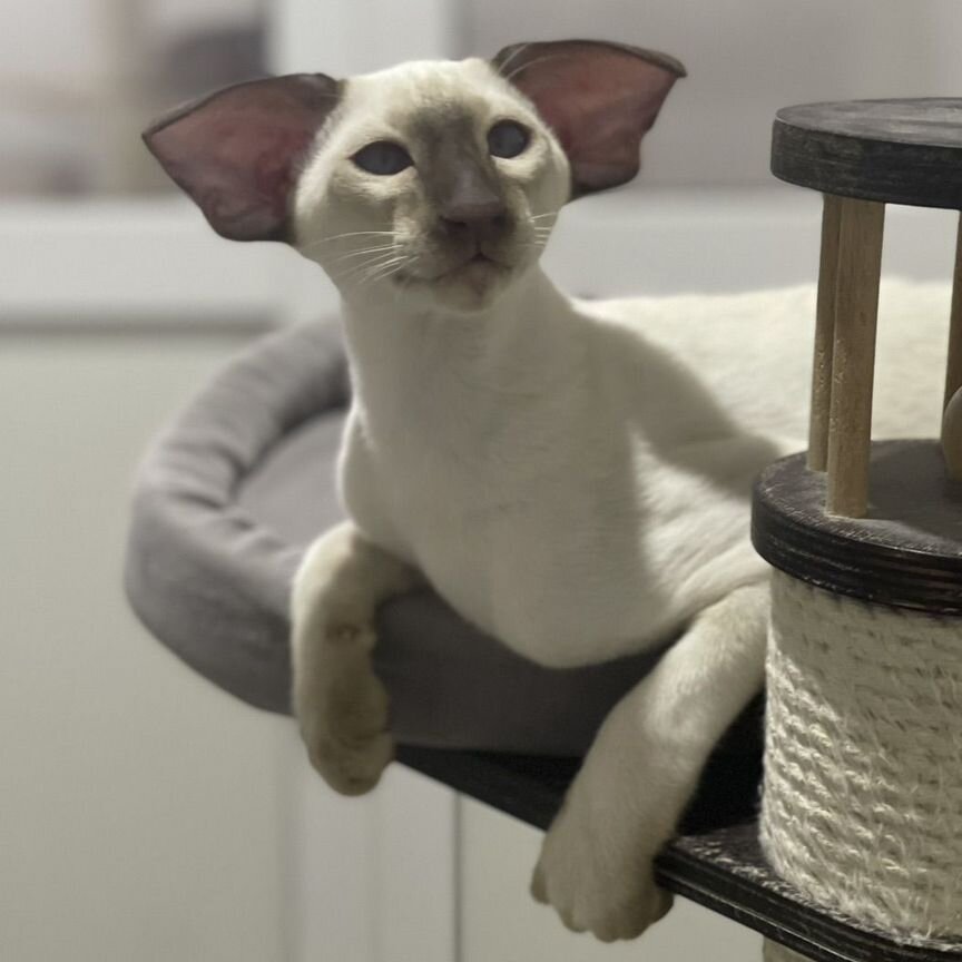 Ориентальные котята