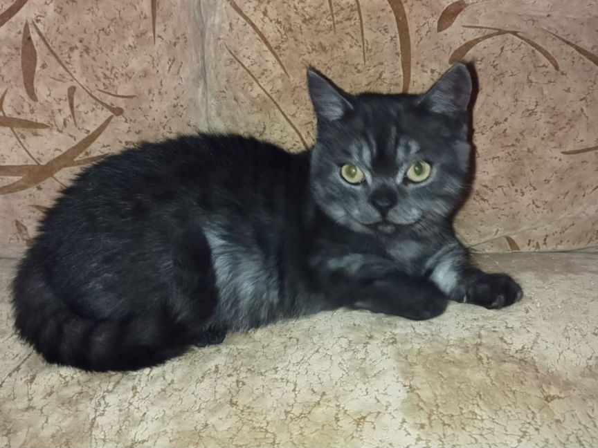 Котенок манчкин