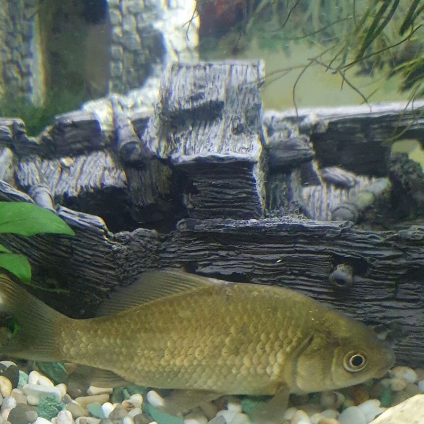 Рыба карась