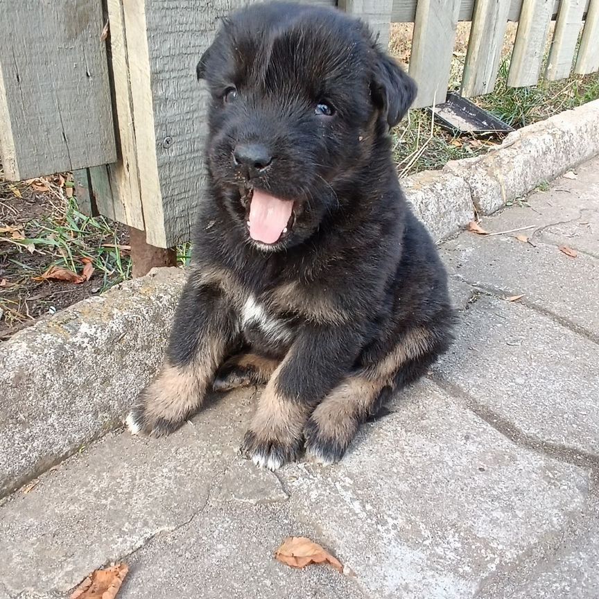 Щенок кобель 1,5 месяца, будет средне-крупным