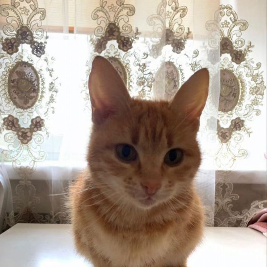 Котики ищут заботливую семью