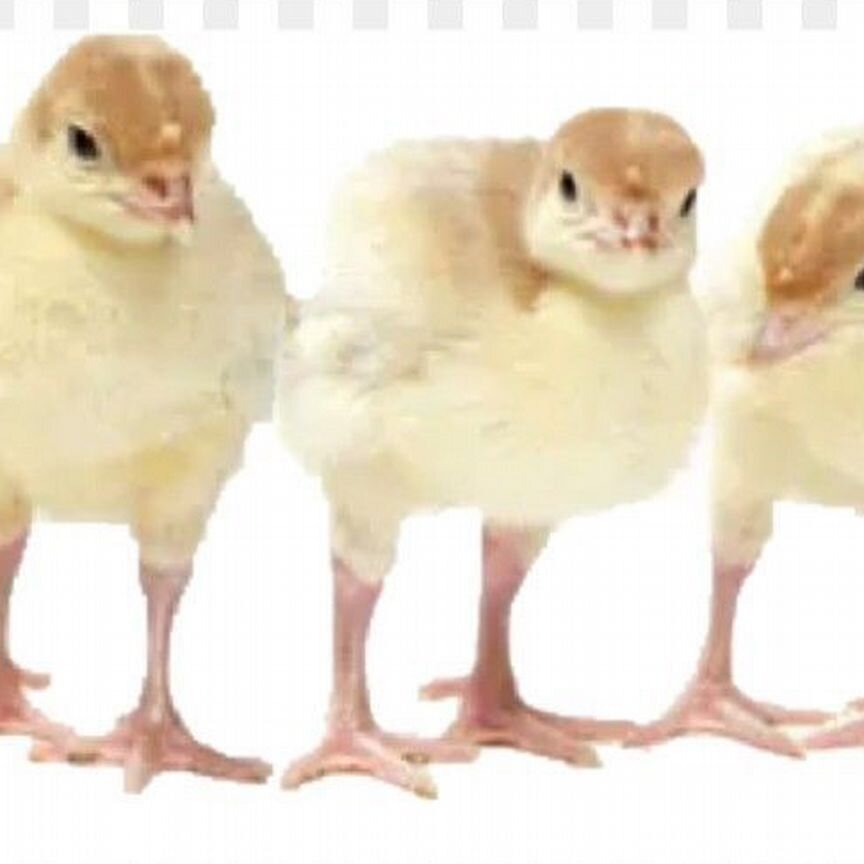 Цыплята бройлеры