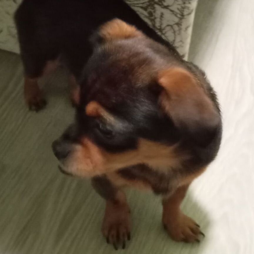 Чихуахуа, щенок