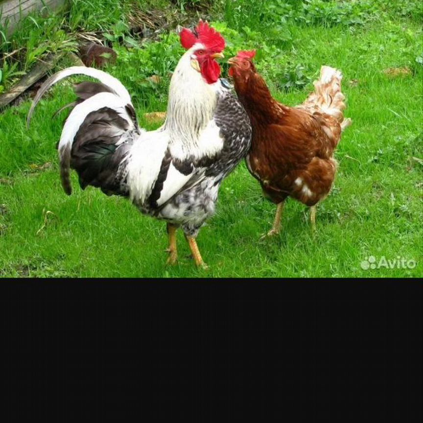 Куры молодки несушки доминант