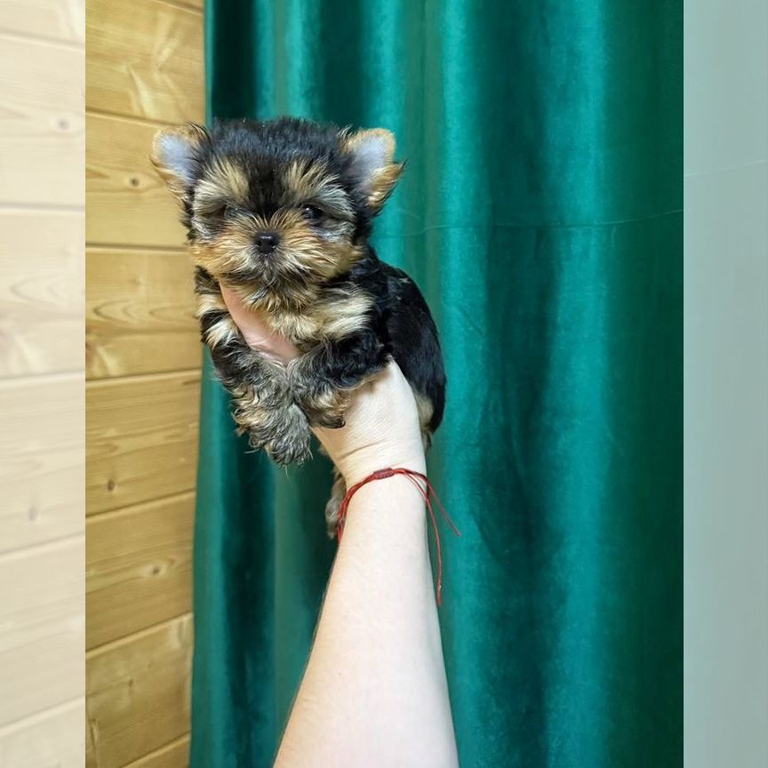 Йоркширский терьер, щенок