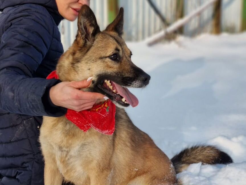 Ларочка. Собаке из приюта очень нужен хозяин