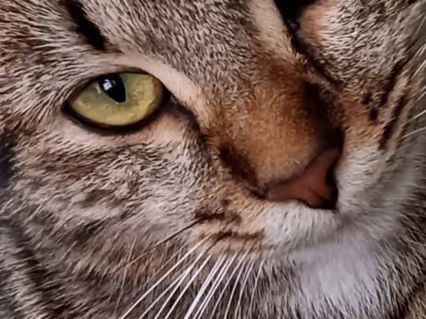 Ласковая кошка Мия ищет дом, как бенгальская