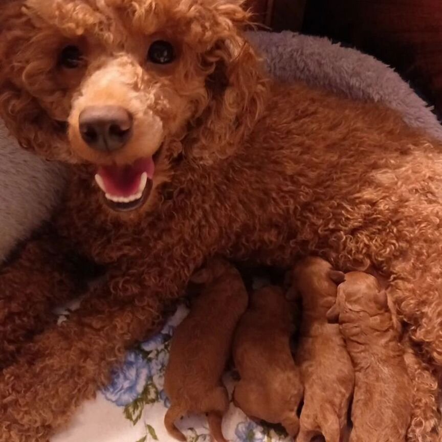 Пудель, щенок