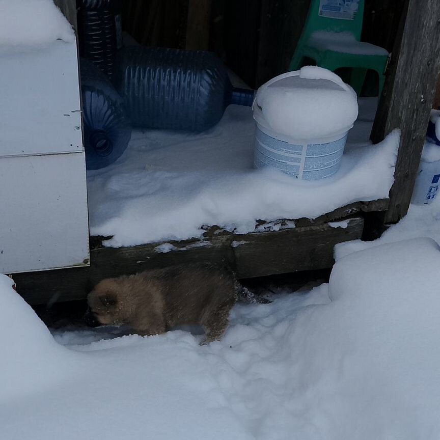 Лайка, щенок